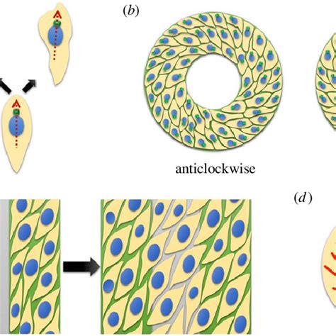 In Vitro Cell Chirality Systems A Polarized Single Cells Exhibit