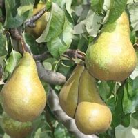 Саженцы груши купить в Минске, доставка почтой по Беларуси, цены