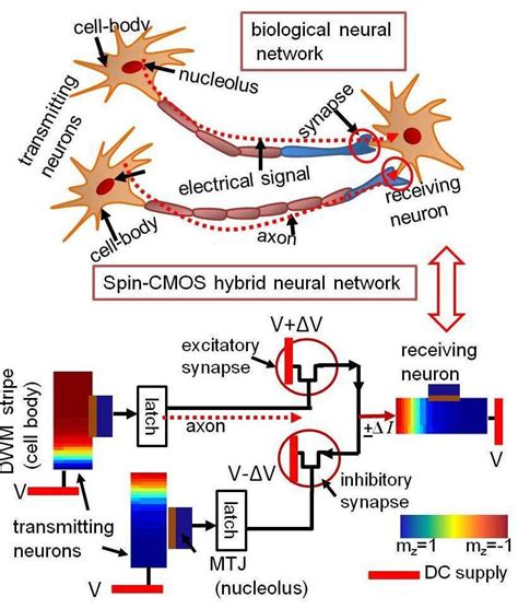 Emulation Of Neural Network Using Spin Cmos Hybrid Circuit In Each