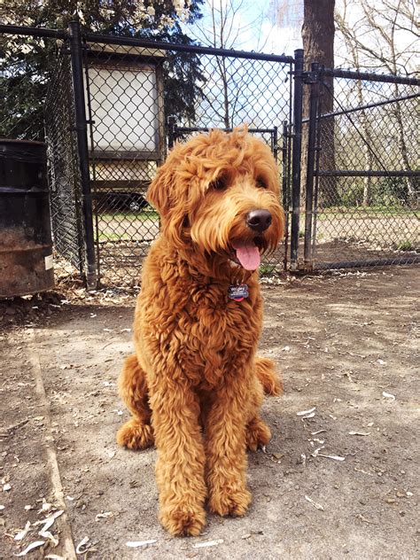 Red Medium F1b Goldendoodle