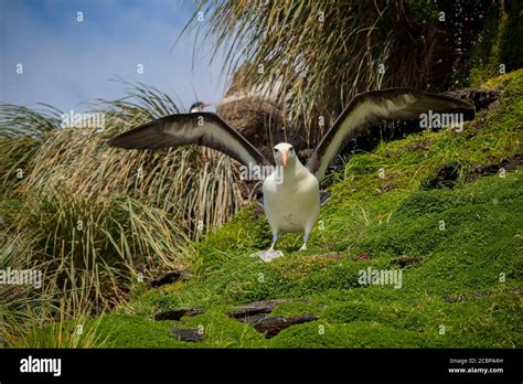 Black Browed Albatross Thalassarche Melanophris Saunders Island