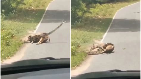 Viral Video Man Risks Life To Rescue Deer From Deadly Grip Of Python Republic World