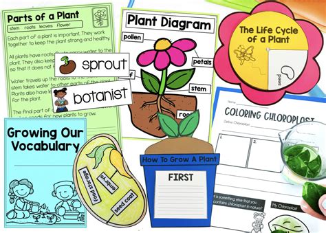 First Grade Worksheets For Plant