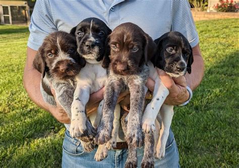 German Wirehaired Pointer Puppies For Sale