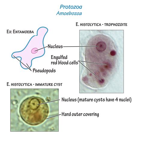 Entamoeba Histolytica Under Microscope
