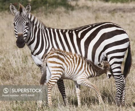 Grants Zebra Equus Burchelli Boehmi Female With Suckling Foal Lake
