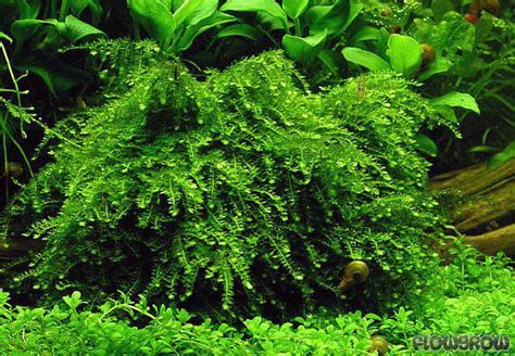 Vesicularia Ferriei Weeping Moss Flowgrow Aquatic Plant Database