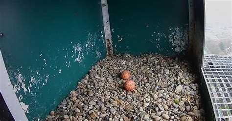 Twee Eitjes Bij De Slechtvalken Album On Imgur