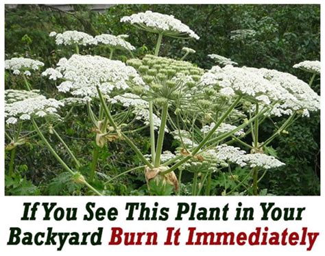 Treating Your Homestead Wounds The Easy Way Homesteader