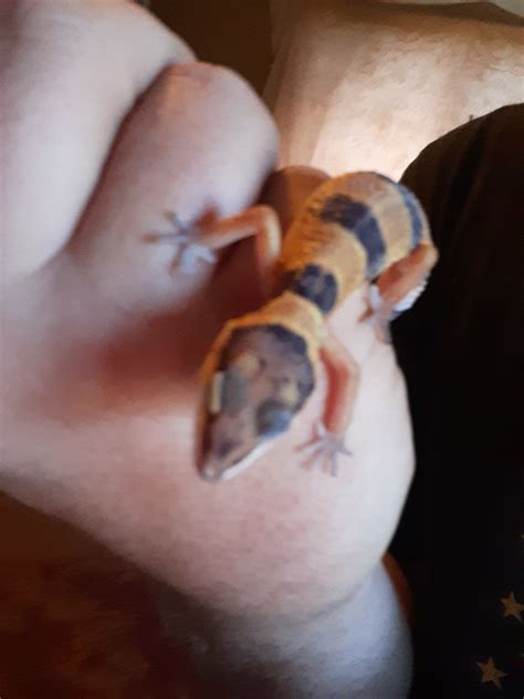 Leopard Gecko Morph Identification Leopard Geckos Morphmarket