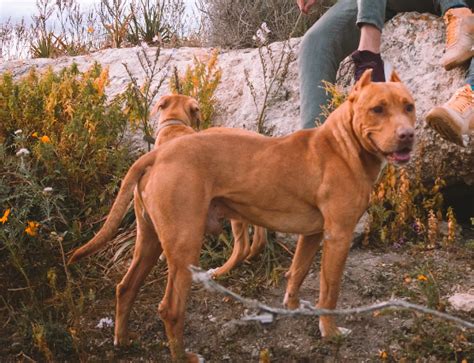 History Of Dog Breed Red Nose Pitbull Red Nose Pitbull