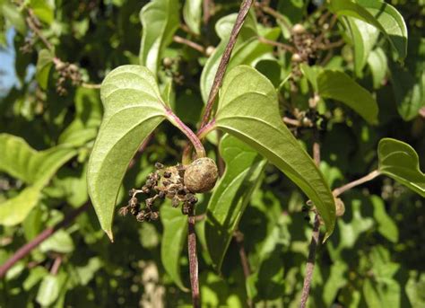 Dioscorea