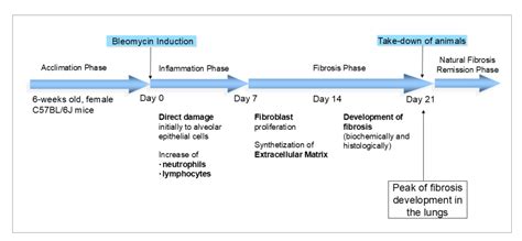 Bleomycin Induced Pulmonary Fibrosis Model Smcラボラトリーズ株式会社