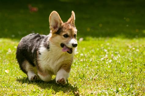 Fluffy Corgi