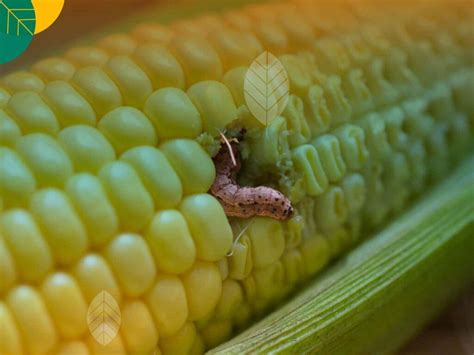 Tidak Hanya Menyerang Jagung Ketahui Serangan Hama Ulat Grayak Pada