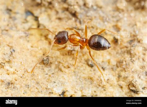 Crazy Ant Nylanderia Flavipes Stock Photo Alamy