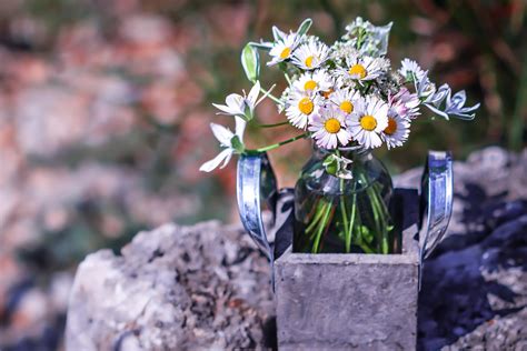 Daises 꽃다발 꽃들 Pixabay의 무료 사진