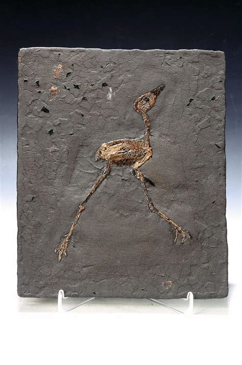 Sold Price Bird Fossil Messel Pit Eocene Approx 48 Million August 6 0122 11 00 Am Cest
