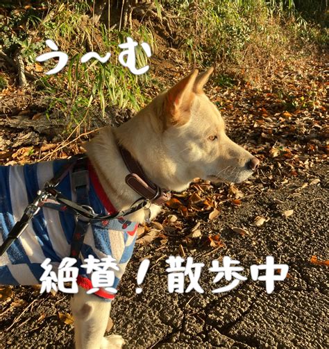 散歩中の犬の気持ち。犬の本音を紹介します。 きのさんのつぶやき
