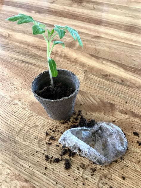 Heres How To Fix Leggy Tomato Seedlings And Get Them Ready For Planting