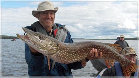 What Do Northern Pike Eat Excellent Adventures