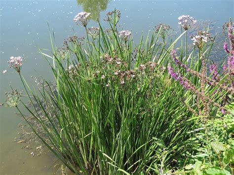Flowering Rush Lake Restoration