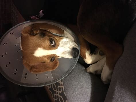 5 Days After Her Spay Tina Is Giving Me The Eye To Get Me To Remove
