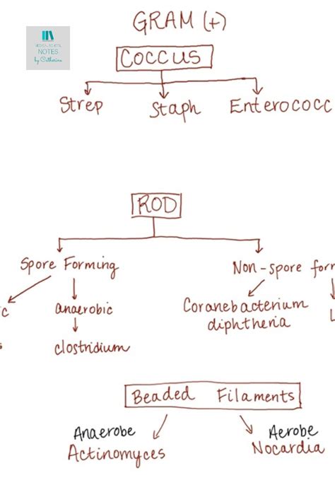 Gram Positive Organisms Chart