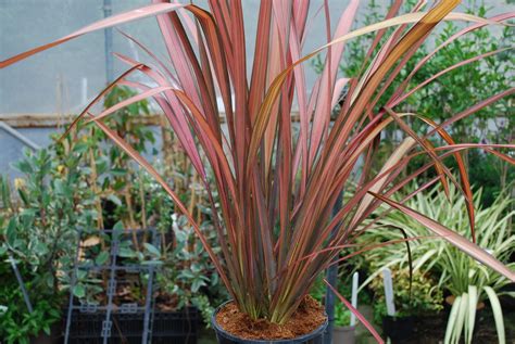 Phormium Evening Glow Perennials For Sale Uk