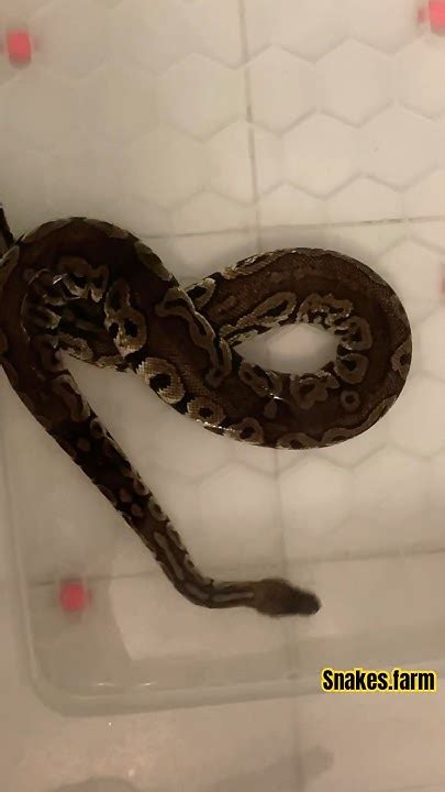 My beautiful snake bath #ballpython #snake #morphmarket #snakevideo - YouTube