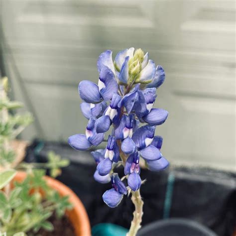 Keep Your Lupinus Polyphyllus Alive Light Water And Care Instructions