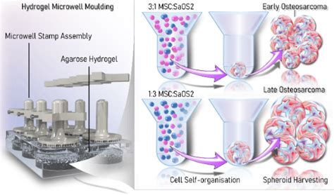 3d Tumour Models Ucd Freeman Lab