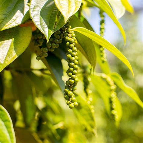 Peppercorn Plant Ultimate Care And Complete Growing Guide House