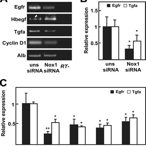 Nox1 Targeted Knockdown Mimics Egfr Knockdown Effects Fao Cells Were