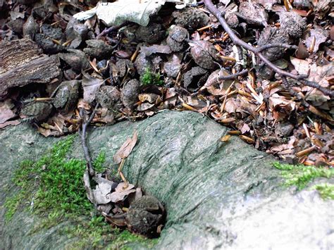 Beech Tree Twigs Beech Mast Foot 2K 3d And Abstract Moss Tree