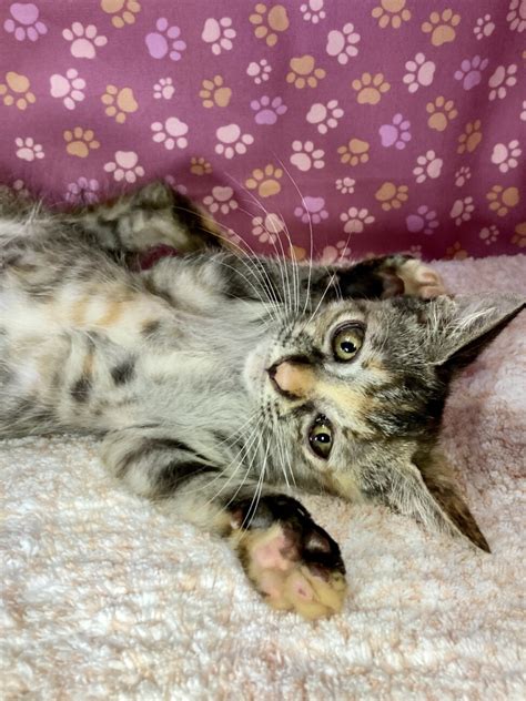 「人にも猫にも甘え上手。愛」東京都 猫の里親募集482517 7枚目の画像 ペットのおうち【里親決定25万頭！】