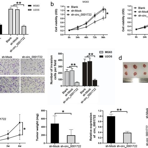 Downregulation Of Circ0001722 Suppresses Cell Proliferation Of Human