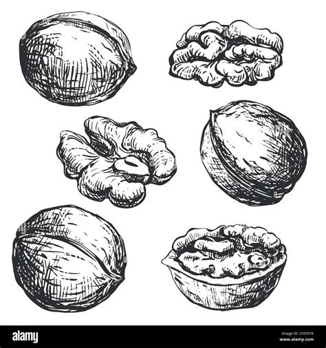 Hand Drawn Sketch Of Walnuts Vector Illustration Set Of Open Walnut Kernel Whole Walnut Shell