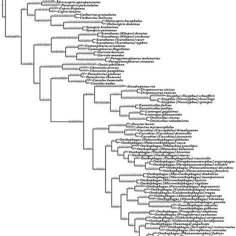 Phenetic Tree Of Scarabaeinae Hind Wing Landmarks A Phenetic Tree