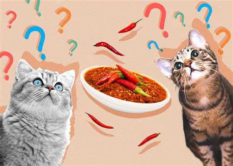 Cats Eating Human Food
