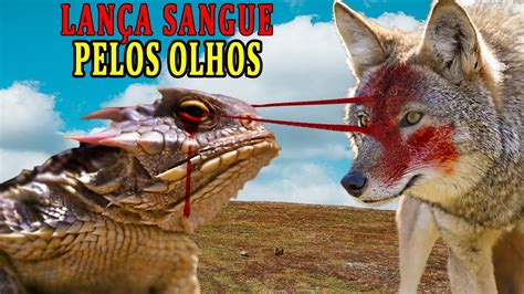 Lagarto Que Dispara Sangue Pelos Olhos Comportamentos Incr Veis