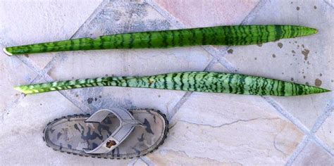 Making Bow Strings From Plant Fibers Bushguide 101
