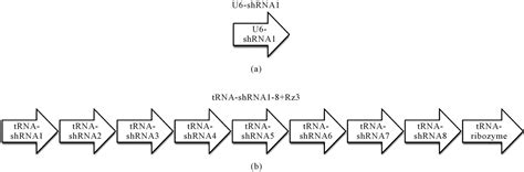 Pronuclear Microinjection Is Not Suitable For Rna Polymerase Iii
