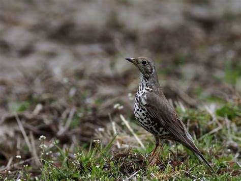 ヨーロッパからの迷鳥ヤドリギツグミ ダイビングと生き物の写真ブログⅡ魚鳥花蝶トンボなどなど