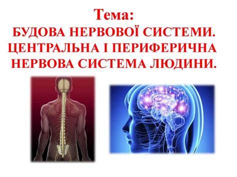 Будова нервової системи Центральна і периферична нервова система людини Online Presentation