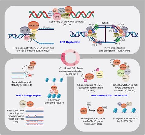 Classical Functions Of Mcm10 The Classical Functions Of Mcm10 Are