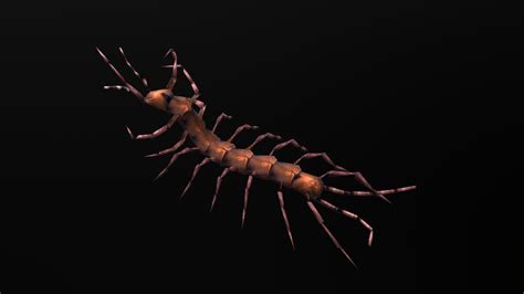 3d Animated Centipede Model Turbosquid 2155417