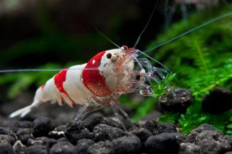 Nano Akwarium Krewetkarium PeHa 68 Akwarium W Stylu Naturalnym