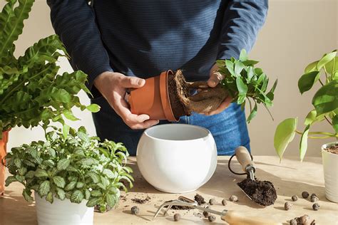 How To Repot Houseplants Plantsmith