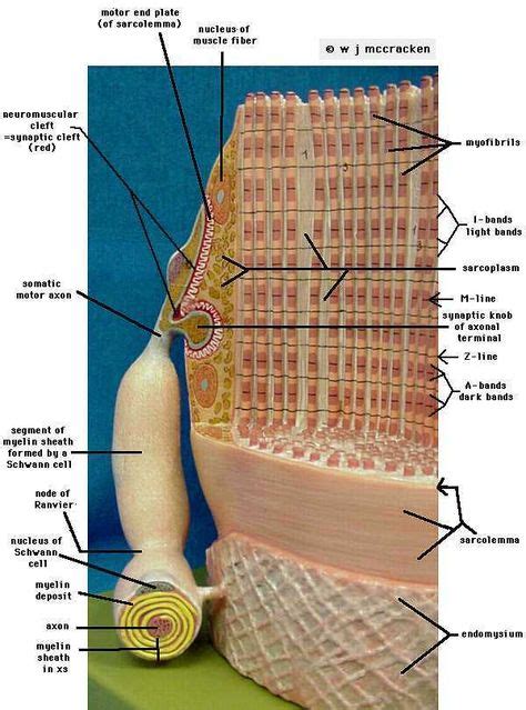 Muscle Fiber Myofibrils Mitochondrium Postsynaptic Membrane Synaptic Gap With Basal